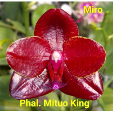 Орхидея Phal. Mituo Blue Bear M-5 - купить, доставка Украина